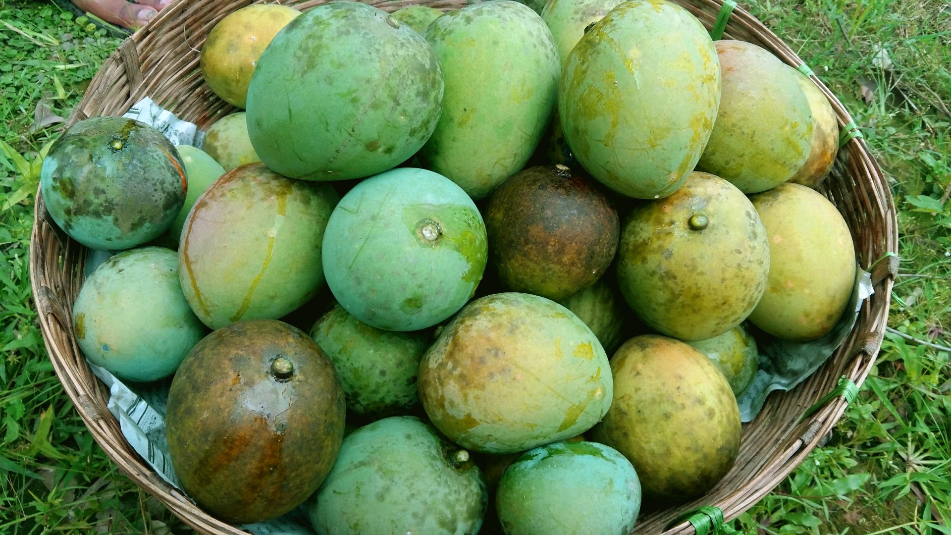 Nashi Mart – The First and Largest Online Mango Seller